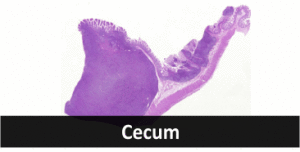 Digital Pathology 1 - Biogeniux